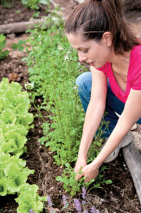 What is Succession Planting? - Grit